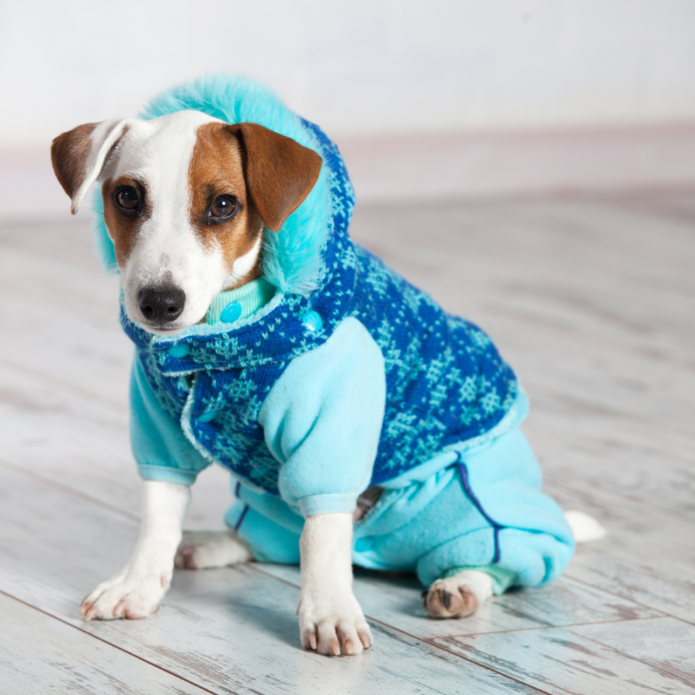 Cold Weather Gear For Dogs | Platinum Paws Pet Services